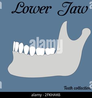 Mandible Lower jaw bone. Skeleton anatomy human. Skeletal system cross ...