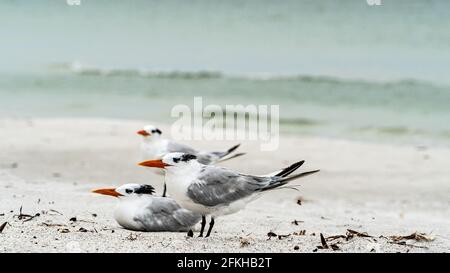 Flock of Royal Terns standing along shore one in flight Stock Photo - Alamy
