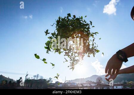 Withering the Leaf - Tea making in Ceylon, circa 1900 Stock Photo - Alamy