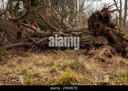Ireland storm damages and fallen 400 years old Yew tree in Killarney ...