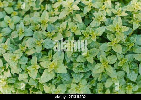 Oregano bright green furry new leaves Origanum vulgare. Fresh oregano ...
