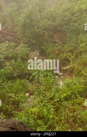 Understorey of Australian Lowland subtropical rainforest with low ...