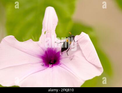 Tropical beetle (order Coleoptera) eating a leaf. Photographed in the ...