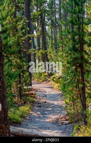 Hiking trail through pine forest in Yellowstone Stock Photo - Alamy