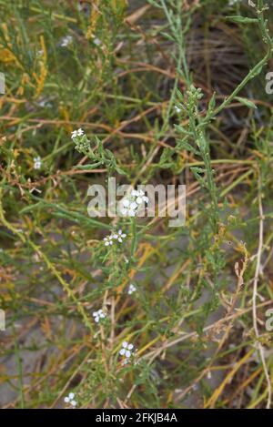 Mediterranean sea rocket (Cakile maritima). Also called the European ...