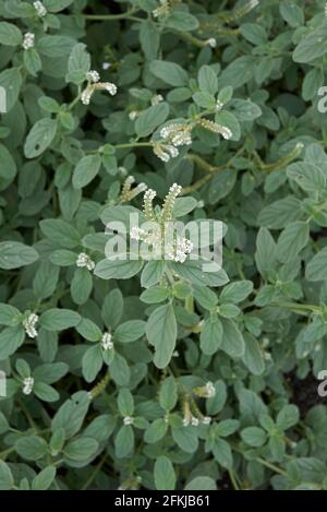 European heliotrope, Heliotropium europaeum in flower and fruit. South ...