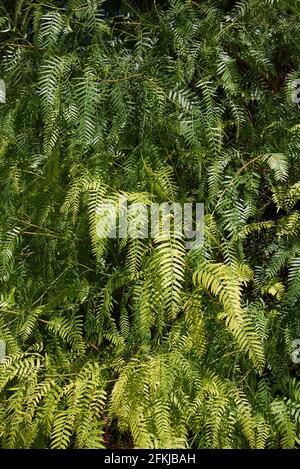 Peruvian Pepper foliage (Schinus molle), Anacardiaceae. Detail Stock ...