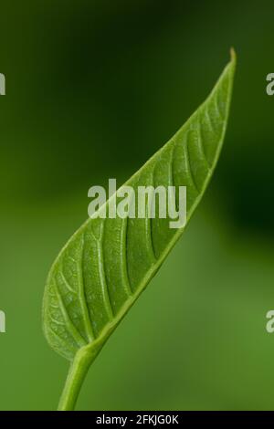 Leaf veins. Shallow depth of field Stock Photo - Alamy