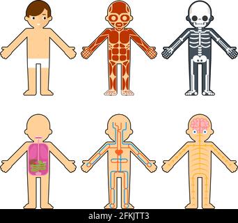 Human muscular system for kids. Vector color cartoon illustration ...
