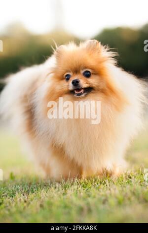 Zverg Spitz, Pomeranian puppy posing on grass Stock Photo - Alamy