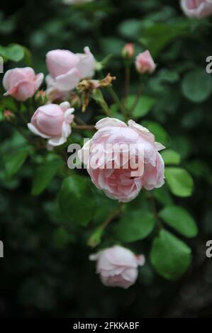 Pink shrub rose (Rosa) Cinderella blooms in a garden in June Stock ...