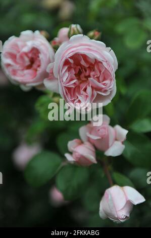 Pink shrub rose (Rosa) Cinderella blooms in a garden in June Stock ...