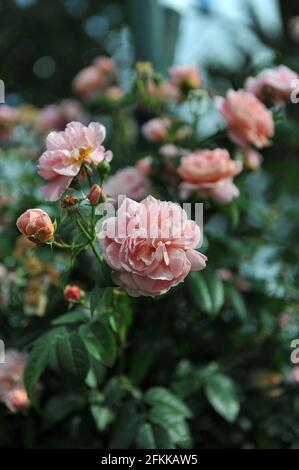 Medium pink large-flowered Climber rose (Rosa) Colette blooms in a ...