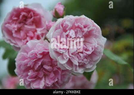 Rose Cottage Garden Stock Photo - Alamy