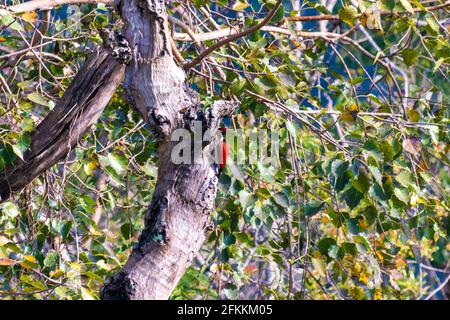 Ella Sri Lanka tea fields, little Adams peak, train nine arches bridge ...