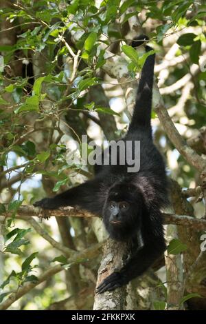 El mono aullador o saraguato Alovatta palliata mexicana es un primate ...
