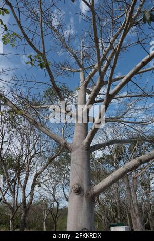 La ceiba o pochote ceiba pentandra es un árbol de la América tropical ...