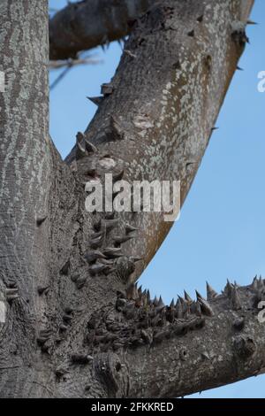La ceiba o pochote ceiba pentandra es un árbol de la América tropical ...