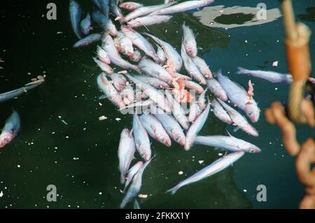 Bycatch fish and fish waste in the fishing port Stock Photo - Alamy