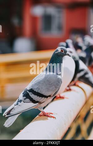 Selective focus shot of a pigeon standing on the grass Stock Photo - Alamy