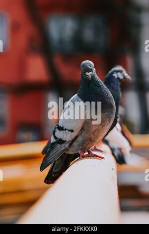 The pigeons with line standing on a metal tube Stock Photo - Alamy