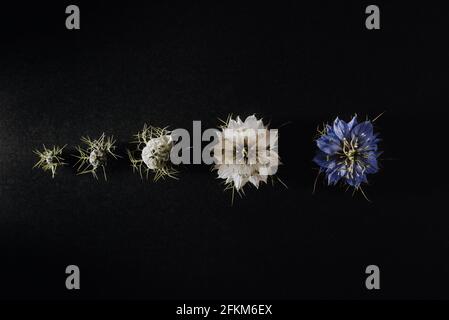 Flower bloom stages, isolated on white Stock Photo - Alamy