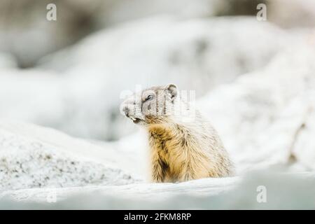 Side view of a marmot at Lake Chelan State Park Stock Photo - Alamy