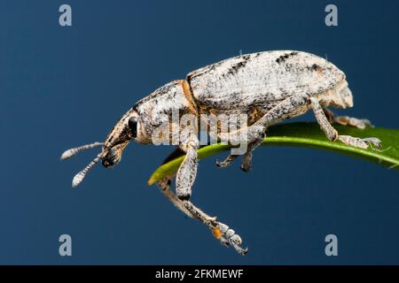 Sluggish weevil (Cleonus piger), Germany Stock Photo - Alamy