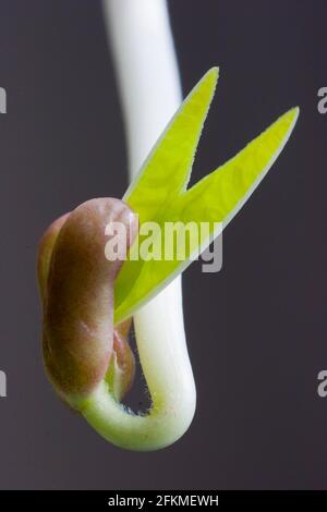 Mung bean seedling close up from above. Dicotyledon plantlet of Vigna ...