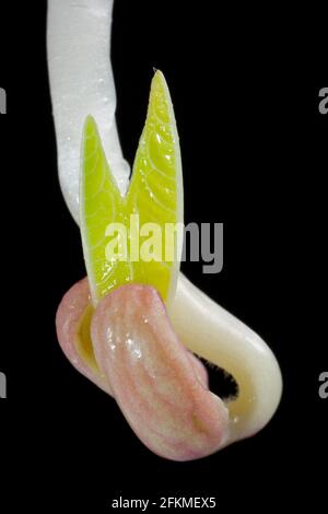 Mung bean, shoot (Vigna mungo) (Phaseolus mungo), Jerusalem bean ...