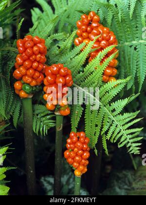 Common arum (Arum maculatum), Germany Stock Photo - Alamy