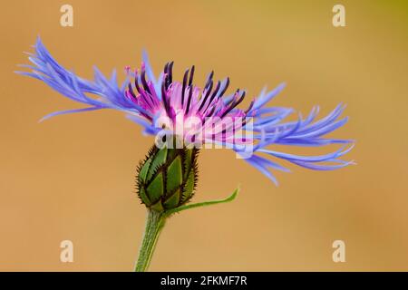 Perennial cornflower Centaurea montana, Rhineland-Palatinate, Germany ...