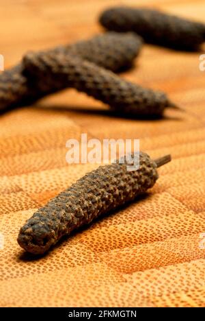 Balinese long pepper (Piper retrofractum), plant with flower and leaf ...