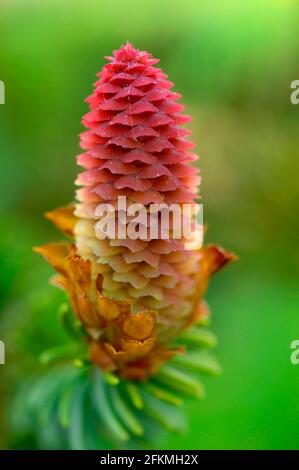 European spruce (Picea abies), inflorescence, female flower, becomes a ...