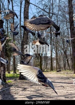 Flock of doves in flight above bare winter trees on an evening sky with ...