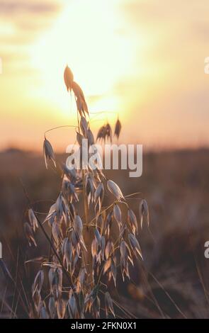 Beautiful summer sunset landscape with oat field. Idyllic summer fields ...