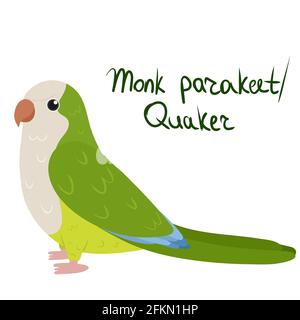 Cartoon Quaker Parakeet on White Background Stock Vector Image & Art ...