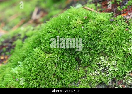 Dicranum montanum, commonly known as mountain fork moss Stock Photo - Alamy