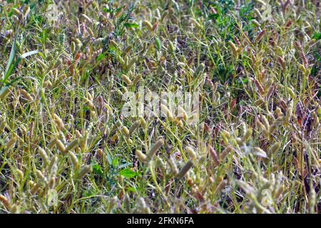 Legume lupine leaves completely eaten by the insect pests - Sitona ...