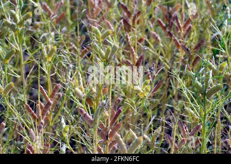 Legume lupine leaves completely eaten by the insect pests - Sitona ...