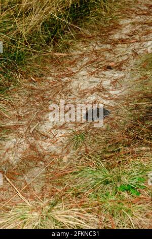Fox Territory Mark on woodland track Stock Photo - Alamy
