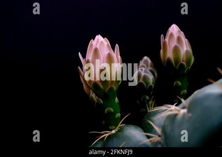 Shanghai. 2nd May, 2021. Photo taken on May 2, 2021 shows cacti growing ...