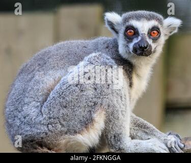Full body close-up of a lemur taken from front, diffuse background ...