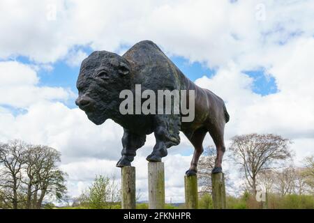 North American bison at the Rhug Estate in Corwen North Wales the ...
