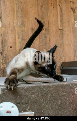 Siamese cat sitting on kitchen counter with blue eyes. Curiosity ...