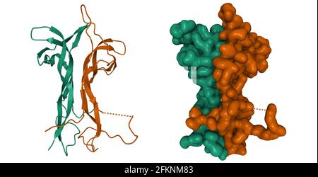 Nerve growth factor molecule. Computer model showing the structure of ...