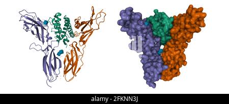 Structure of human interleukin-1 alpha, 3D cartoon model isolated with ...