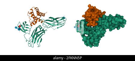 Structure of human interleukin-1 alpha, 3D cartoon model isolated with ...