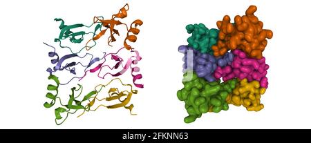 Structure of CC chemokine ligand 5 (CCL5) dimer, 3D cartoon and ...
