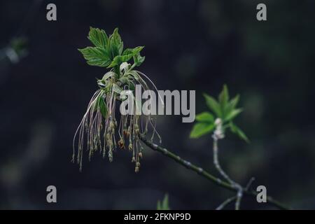 Seeds in hanging earrings of maple tree blooming flower and fresh new ...